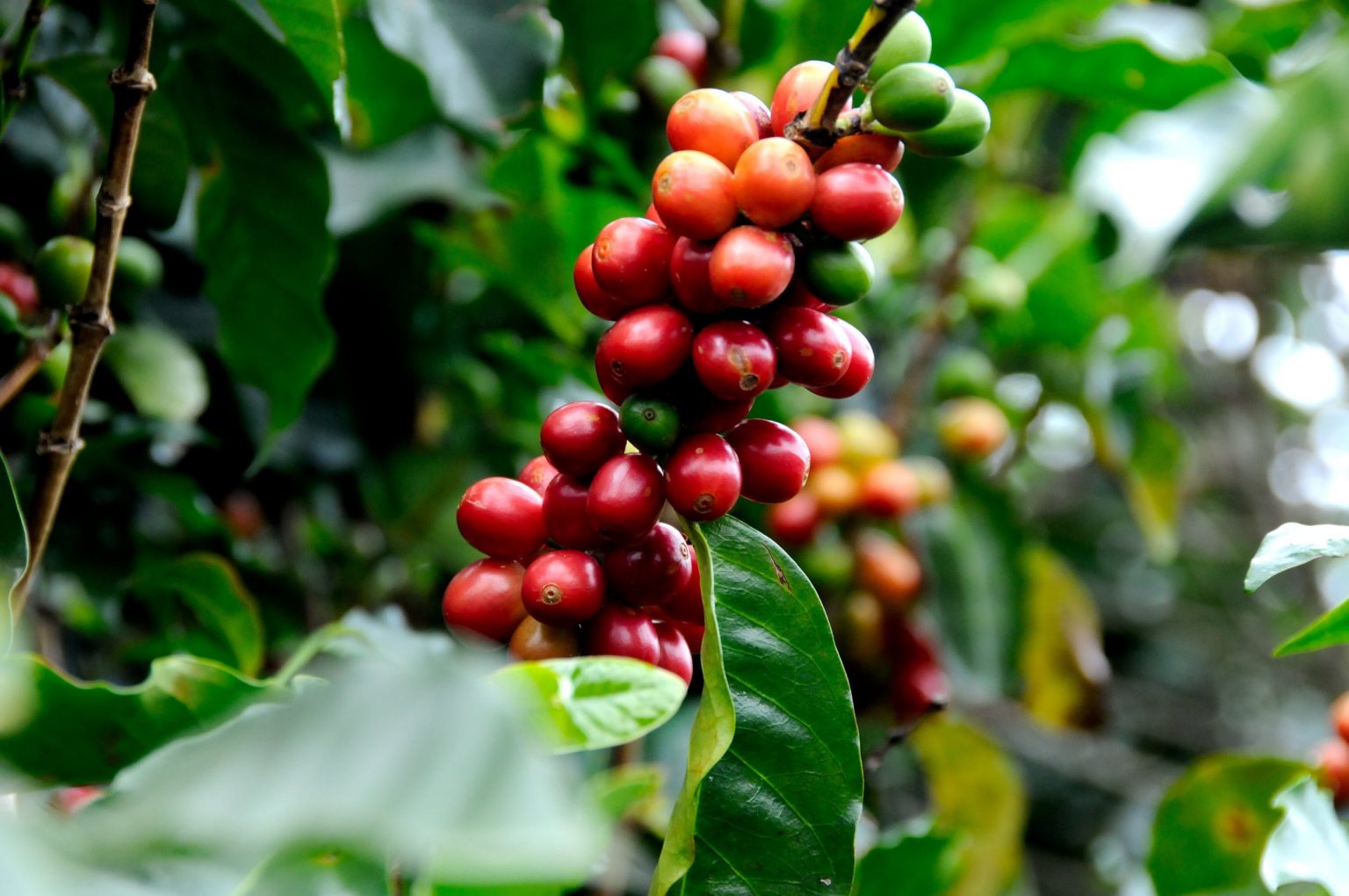 Santorino coffee & veggies -The online store l Santorino.org