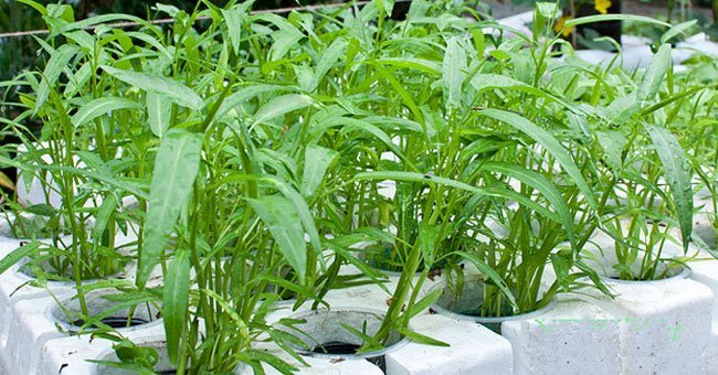 Các loại rau dễ trồng trong sân vườn nhà phố bạn tuyệt đối không nên bỏ ...