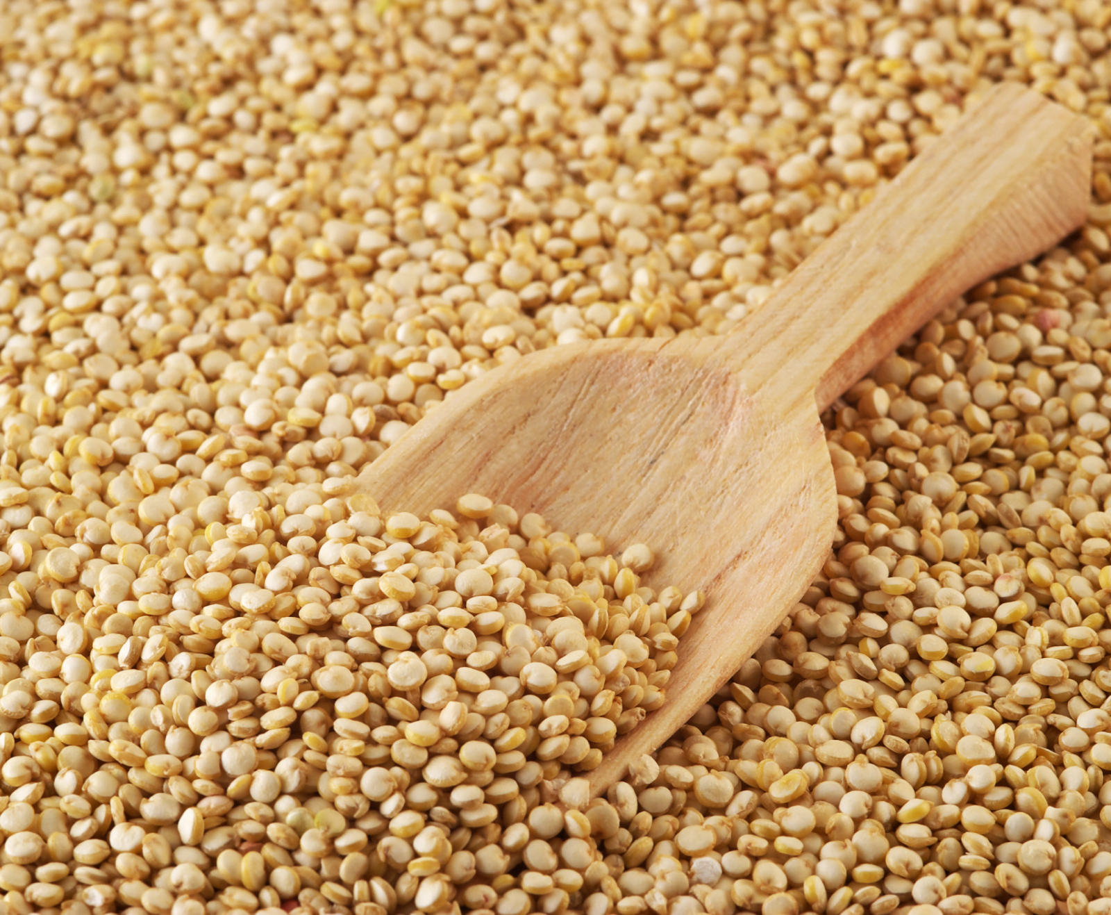 Hạt quinoa là gì, công dụng và cách chế biến món ăn đơn giản nhất ...