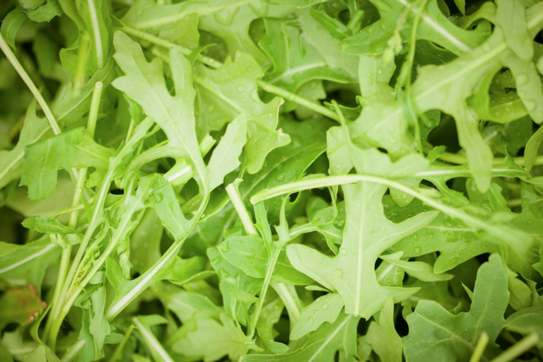 Mua rau rocket ở đâu - địa chỉ uy tín chất lượng - Santorino