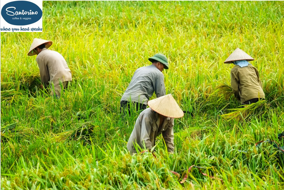 Mua rau sạch online nhanh chóng và tiện lợi - Santorino